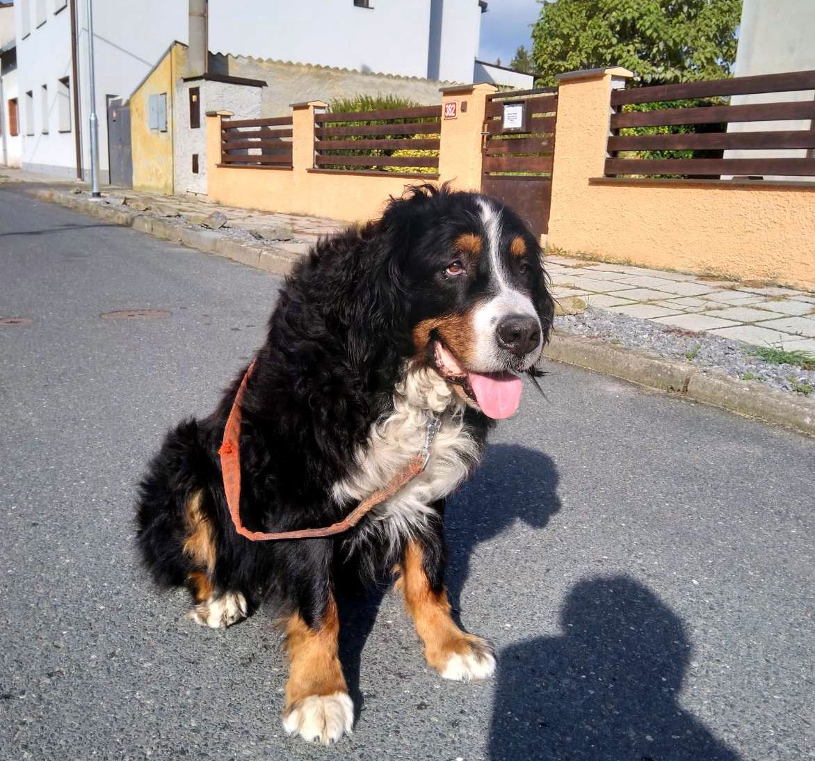 11.10.2020 Brixie z Oharců dnes slaví 11. narozeniny – Chovatelská ...